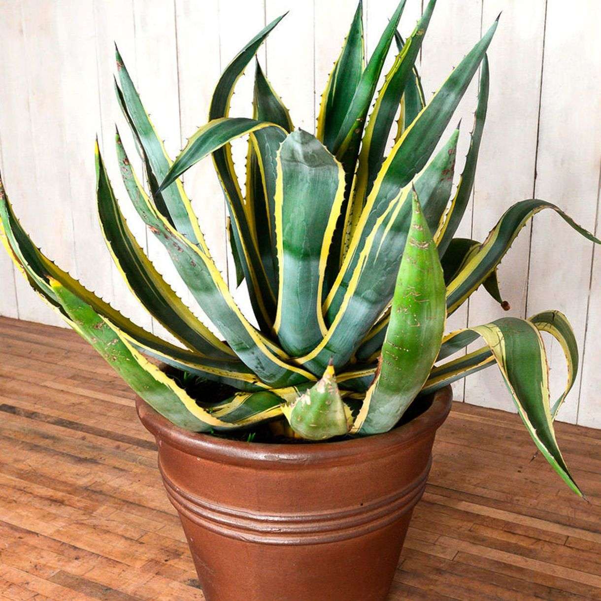 Агава – догляд в домашніх умовах з фото та відео | Фатерра