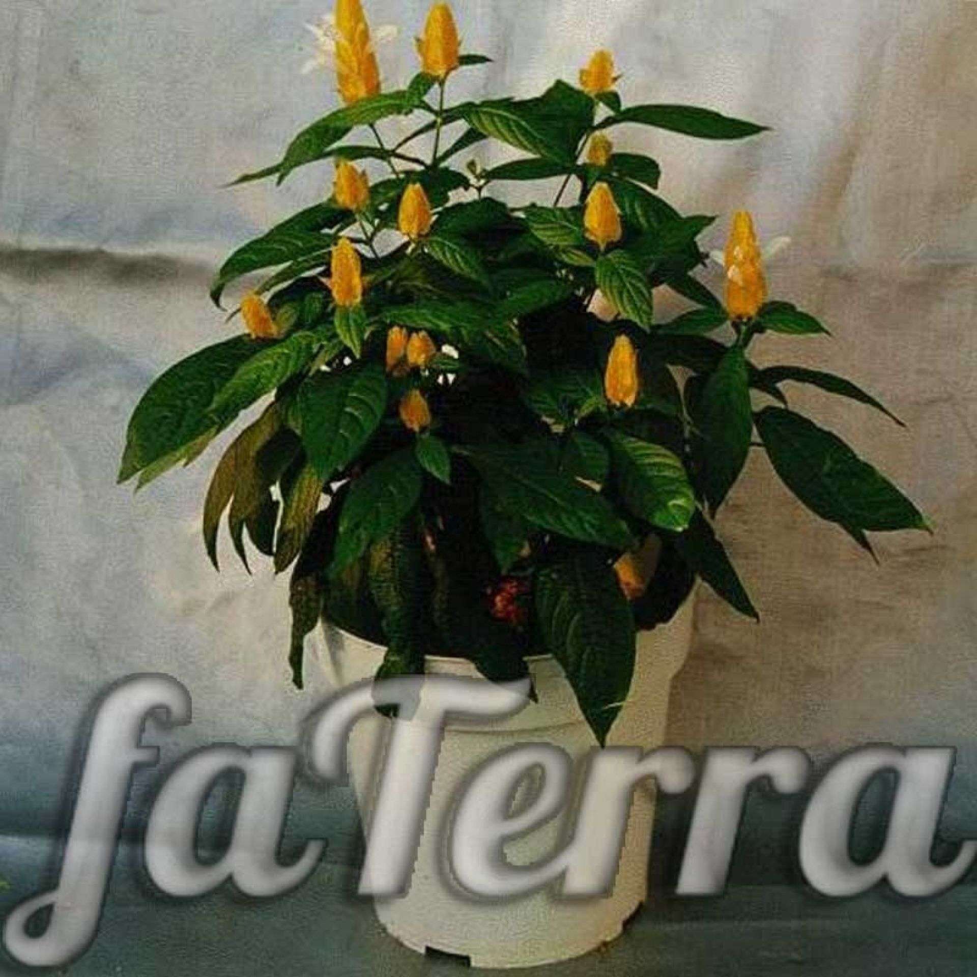 Пахистахис: уход в домашних условиях, размножение с фото | faterra.com