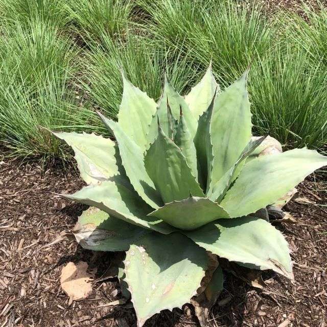Агава – догляд в домашніх умовах з фото та відео | Фатерра