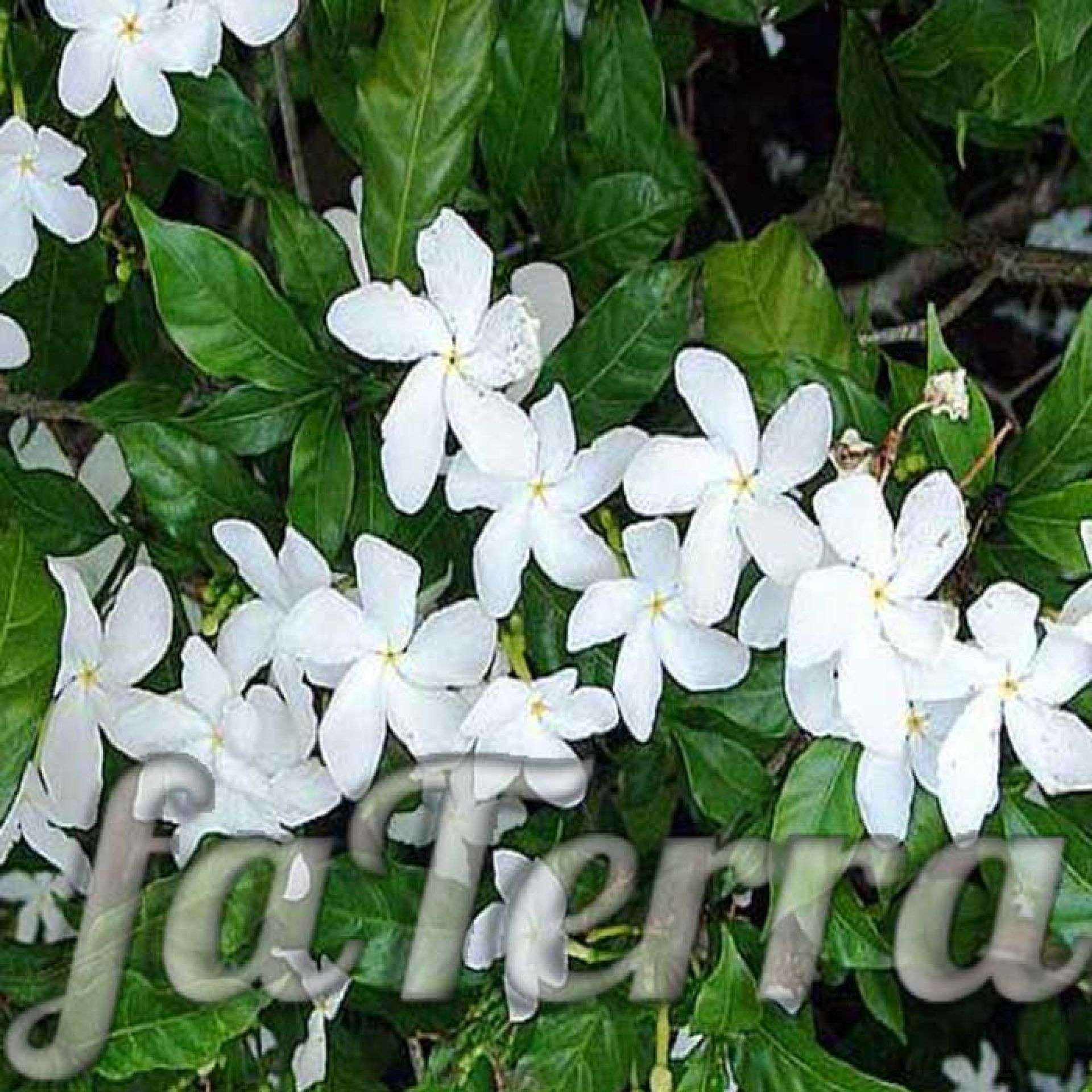 Табернемонтана: уход в домашних условиях, размножение с фото | faterra.com