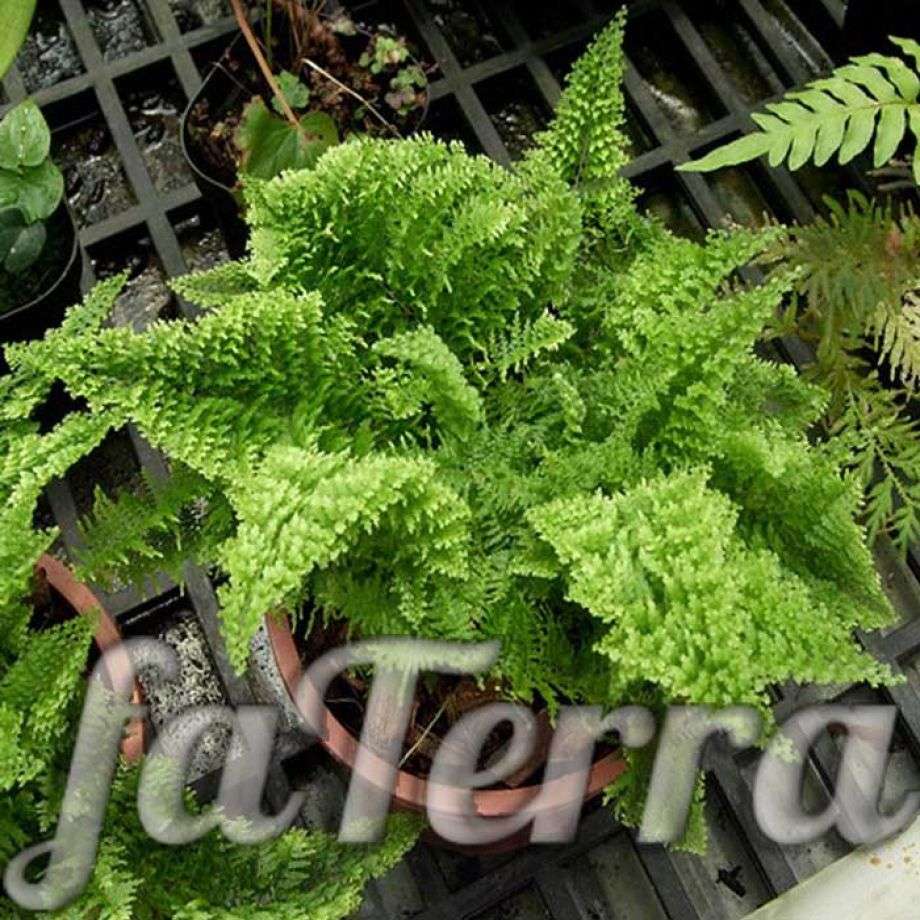 Нефролепис – особенности ухода в домашних условиях с фото и видео