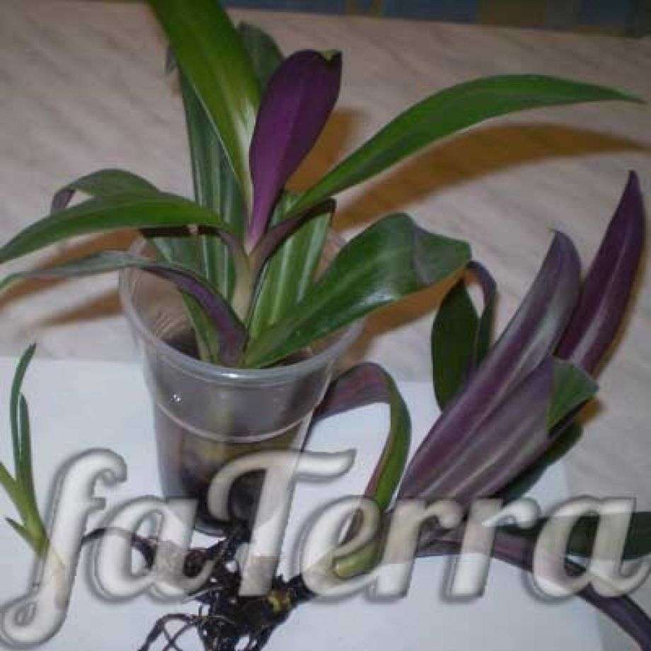 Цветок Рео: советы по уходу, польза и вред, приметы и суеверия