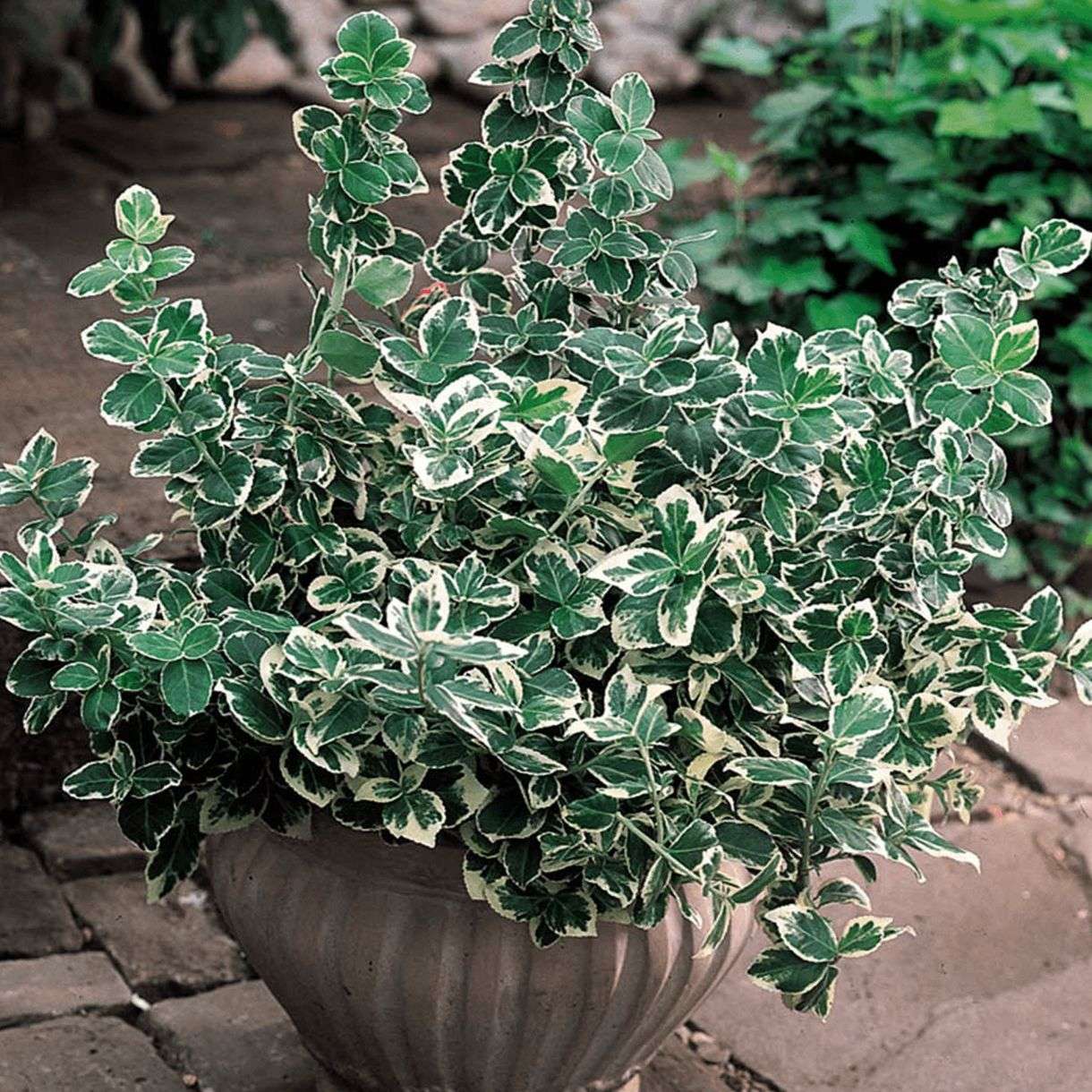 Euonymus: home care with photos and videos | Faterra