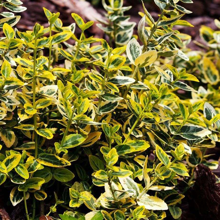 Euonymus: home care with photos and videos | Faterra