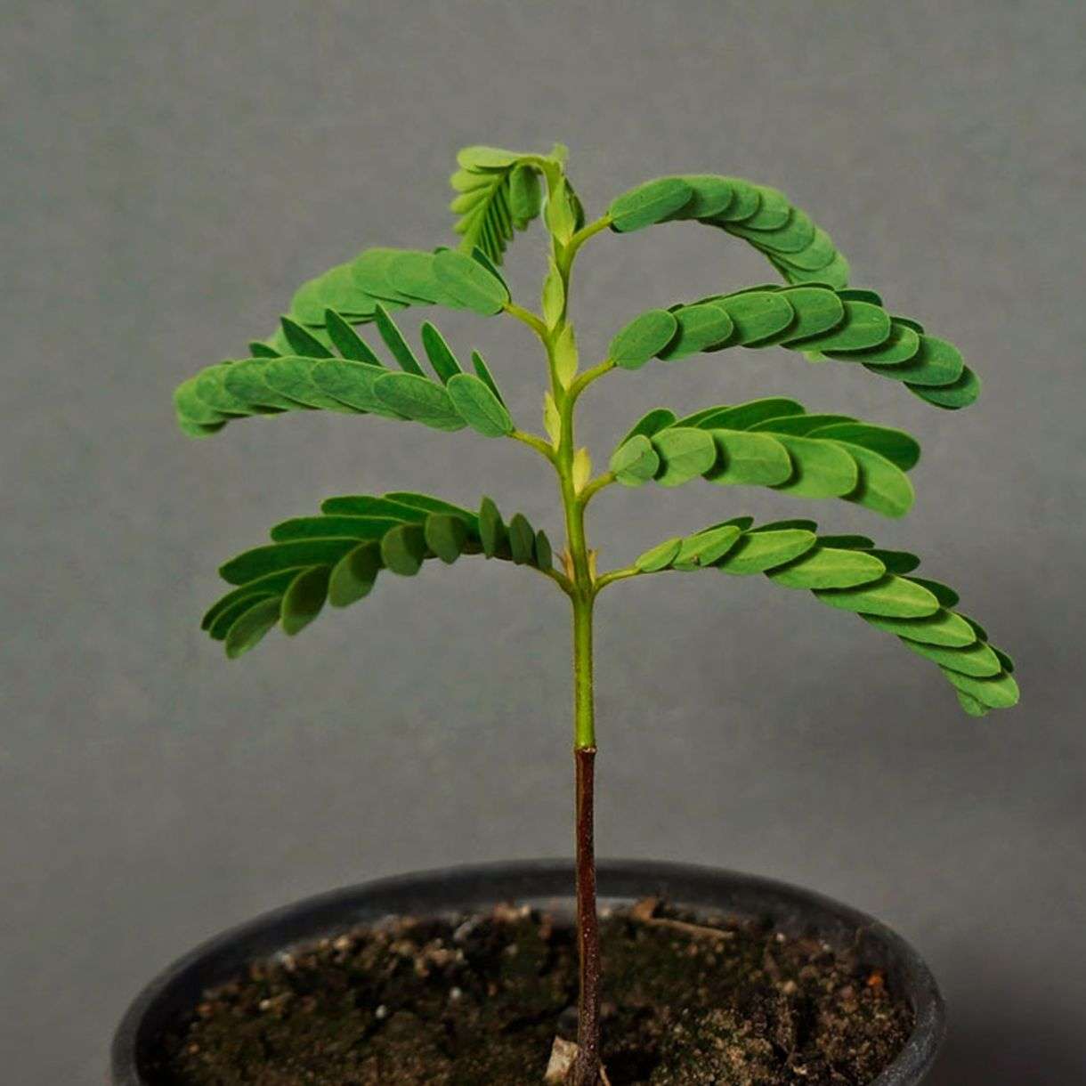 Tamarind tree: growing at home | Faterra