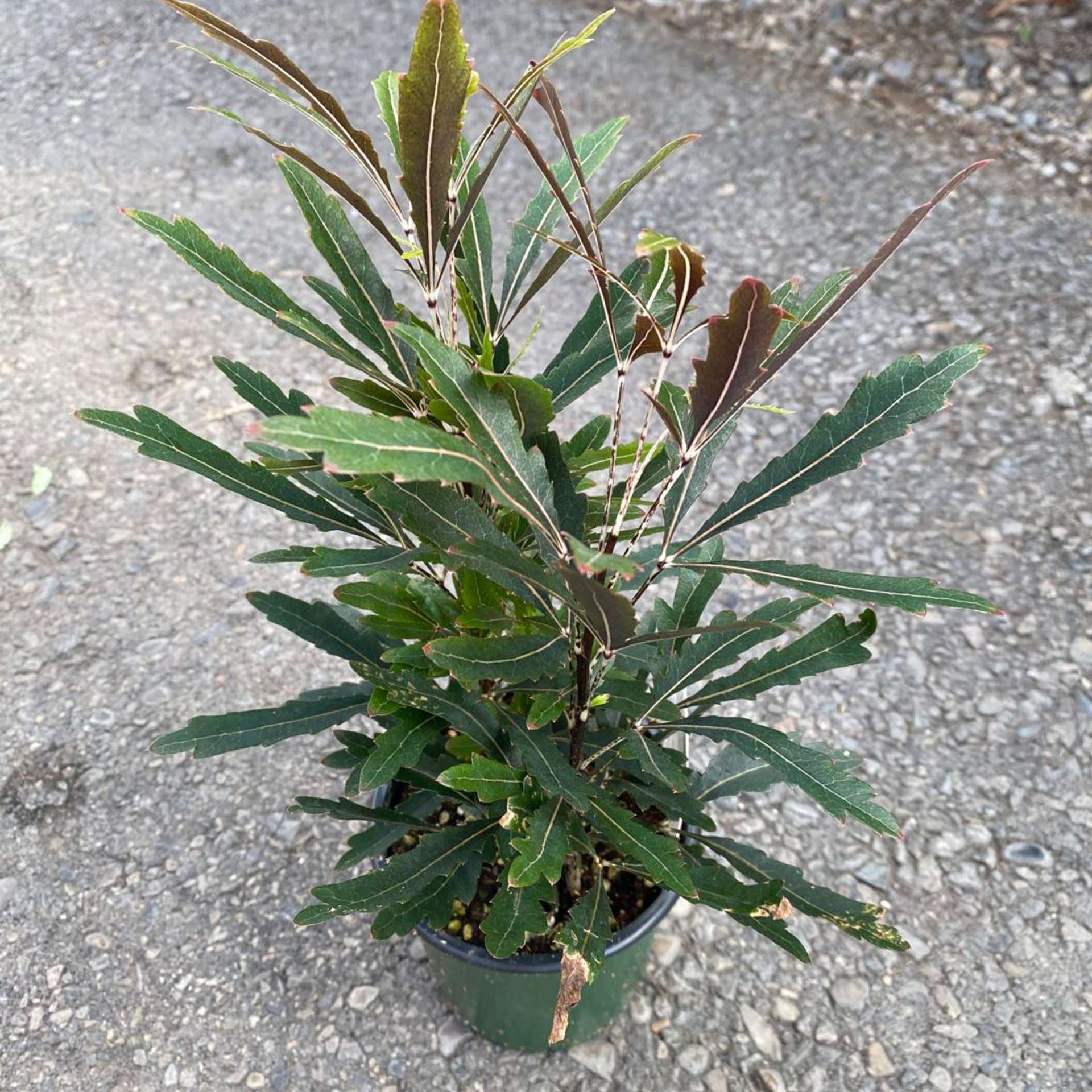 Дизиготека (плерандра) – уход в домашних условиях с фото | Faterra